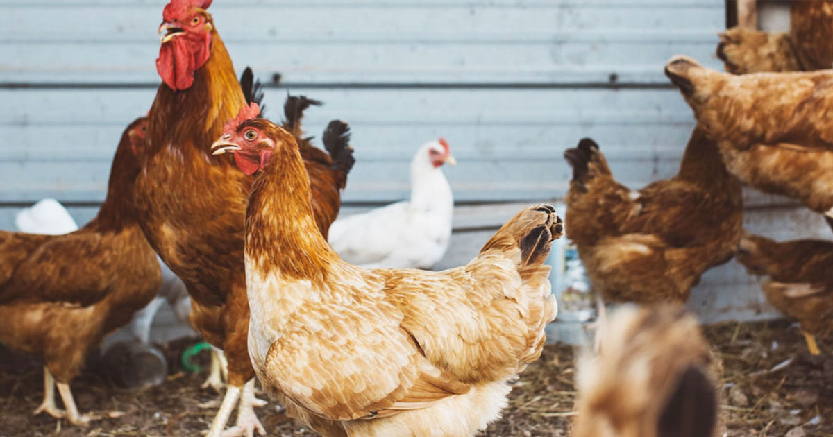 Insect protein products and organic fertiliser - Goterra